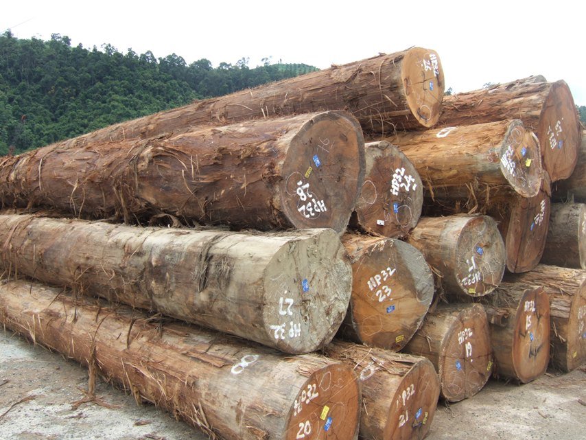 TIMBER (SAWN & ROUND LOGS) – Amago Exim PVT LTD